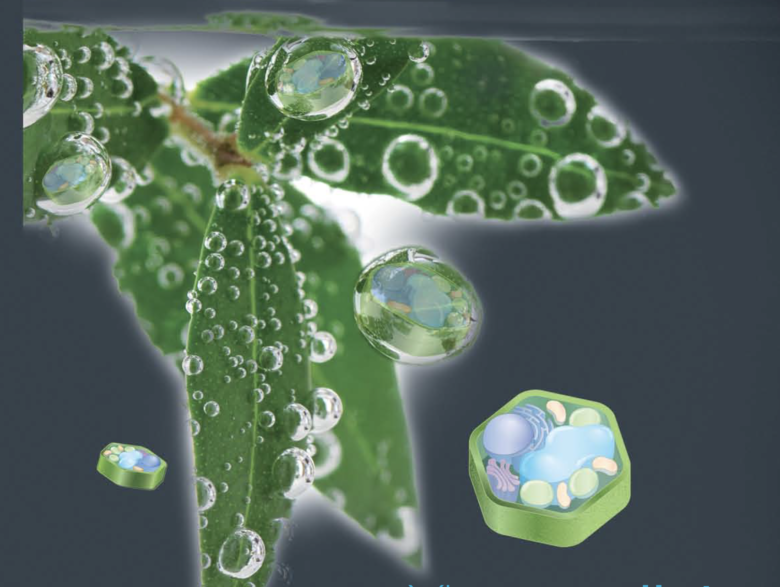 Why Stem Cells work for the skin - Tiffany Andersen