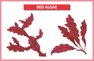 4 anti-aging benefits of Red Algae in skincare - Tiffany Andersen